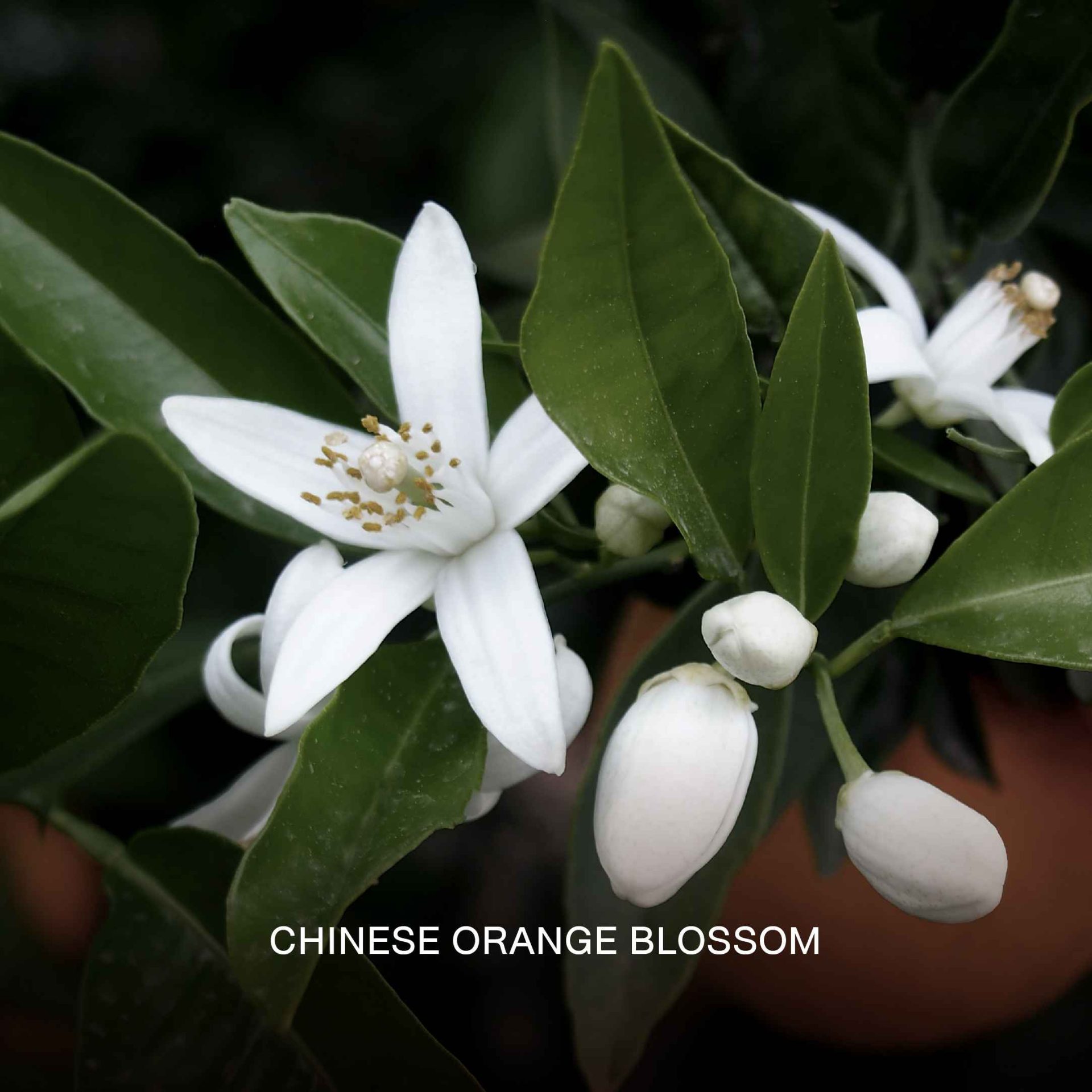 Auspicious scent for Chinese New Year - Karmakamet