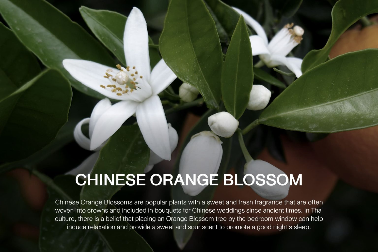 The Secret of Scent: Chinese Orange Blossom - Karmakamet